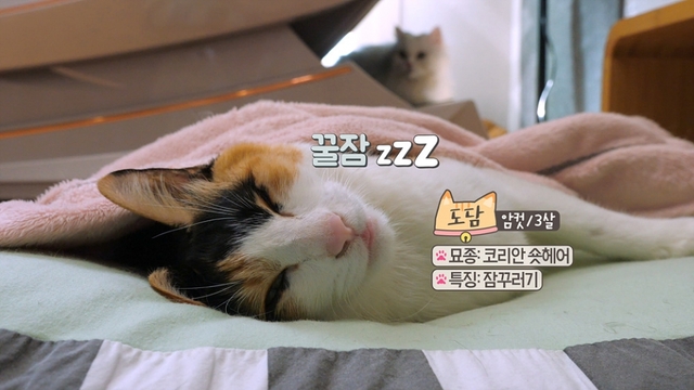 [고양이를 부탁해] 뇌수두증을 앓고 있는 고양이 도담